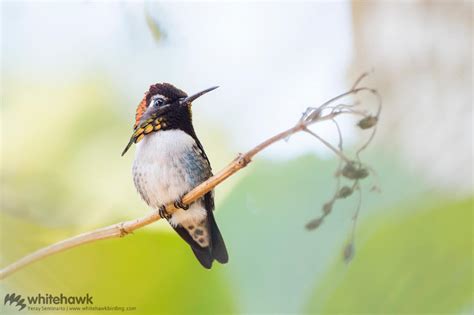 Bee Hummingbird The Smallest Hummingbird In The World Birding Tours