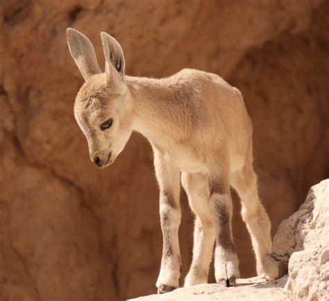 וואלה תיעוד מרגש גור יעל נובי נולד למשפחת היעלים בעין