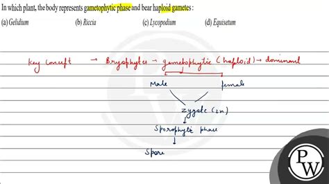 In Which Plant The Body Represents Gametophytic Phase And Bear Hap