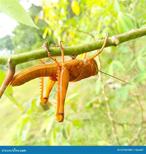 Leaf Eating Insects Stock Image 41325265