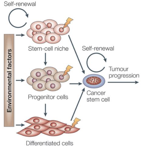 Funmed 7 Cell Biology Cell Differentiation Cell Death And Stem