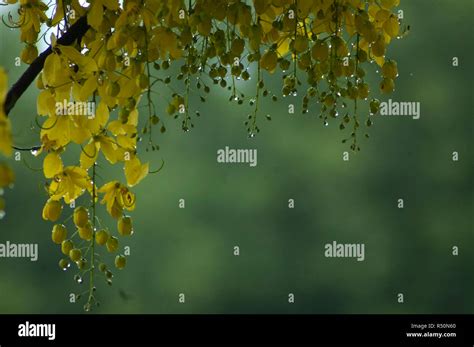 Golden Shower Tree Also Known As Indian Laburnum Sonalu Sonali Botanical Name Cassia Fistula