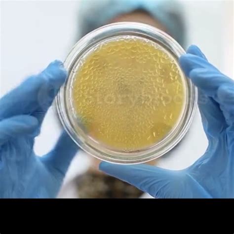 Jamilah Alsulami Email And Phone Number Howard University Graduate Research And Teaching