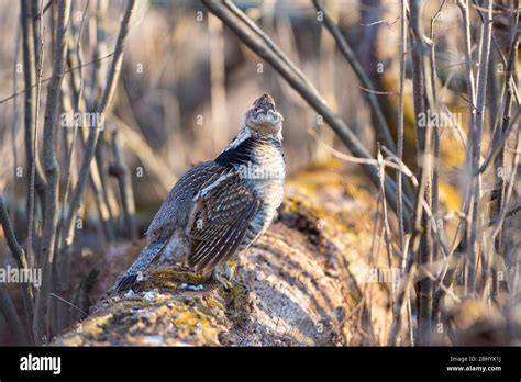 A Male Ruffed Grouse Drumming In The Spring On A Log In Minnesota Stock
