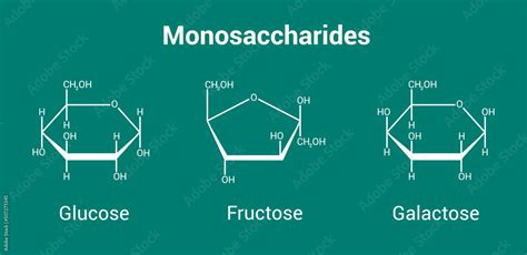 Glucose Fructose And Galactose Monosaccharides Simple Sugars Stock