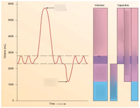 11 Lung Volumes And Lung Capacity Diagram Quizlet