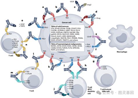 Nat Rev 罗氏制药：双特异性抗体用于癌症治疗 知乎