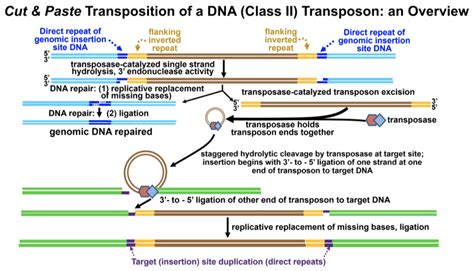 146 The Structure Of Eukaryotic Dna Class Ii Transposons Biology Libretexts