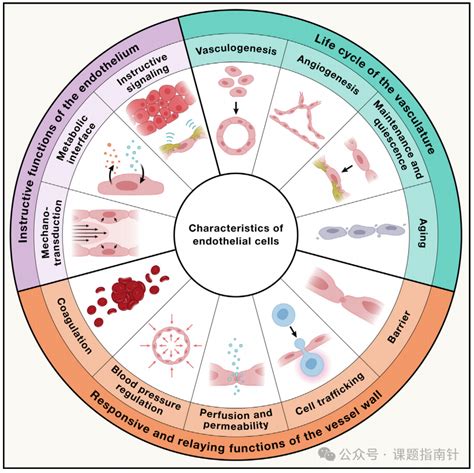 Cell 综述：血管内皮细胞的多种研究方向 丁香园