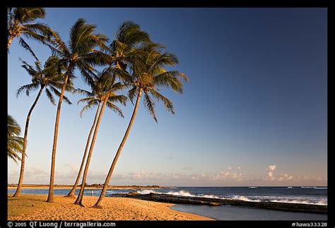 Hawaii Beach Palm Trees