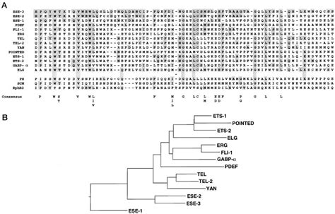 A Comparison Of The Pointed Domain Of Ese 3 With All Known Members Of