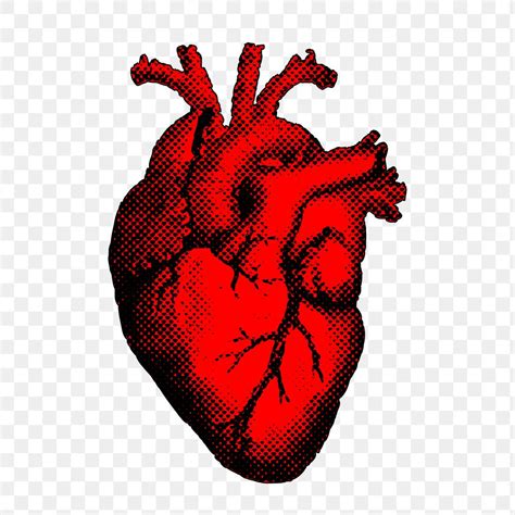 Human Heart Png Sticker Realistic Free Png Rawpixel