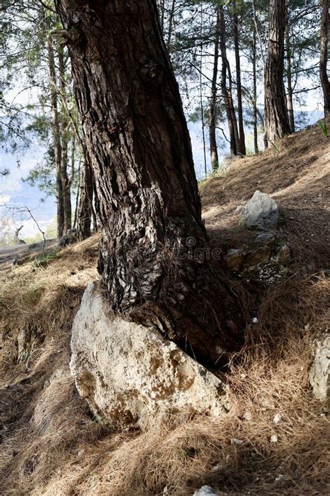 Tall Pine Trees Stock Image Image Of Green Forest 370378995