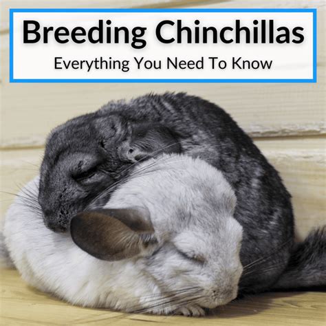 Breeding Chinchillas Everything You Need To Know