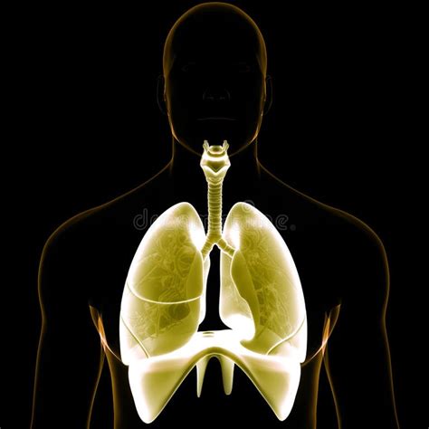 Human Internal Organs Respiratory System Lungs With Diaphragm Anatomy
