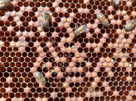 2022 Dead Larvae Confirmed Efb Beesource Beekeeping Forums