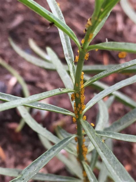 Oleander Aphids The Daily Garden