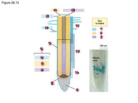 Primary Growth Of A Typical Eudicot Root Diagram Flashcards Quizlet