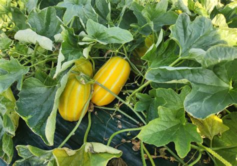 참외 순치기 방법과 순지르기 그림