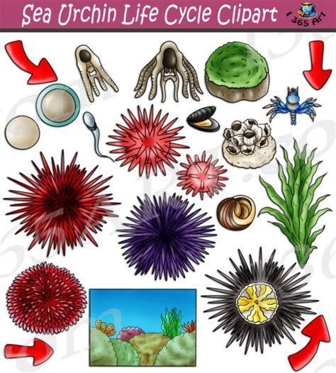 Sea Urchin Life Cycle Clipart Set Download Clipart 4 School
