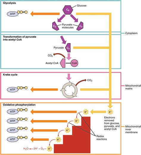 Cellular Respiration Process Diagram