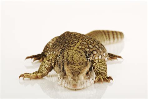 Savannah Monitor The Monitor Lizard Foursome For Expert Keepers