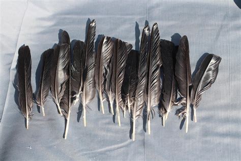 Real Raven Feathers Witchcraft Taxidermy Etsy