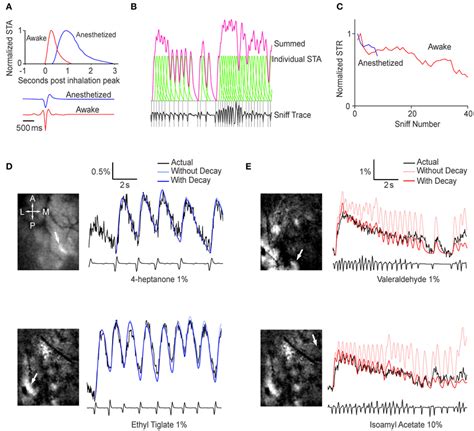 Sniffing Behavior Can Be Used To Predict The Glomerular Response A Download Scientific