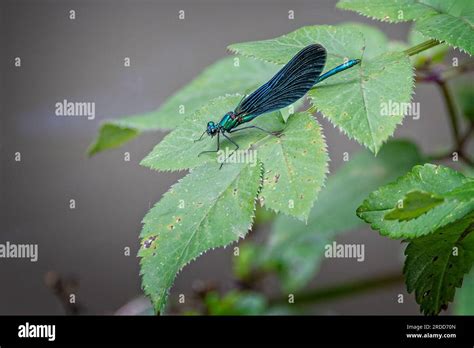 Close Up Of A Striking Beautiful Demoiselle Damselfly With Emerald And