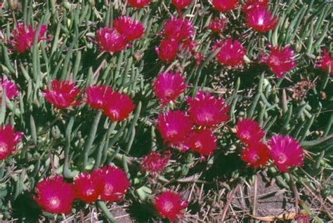 Cephalophyllum Red Spike Red Spike Ice Plant Plant Lust