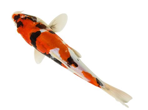Koi Fish Gender Identification — Koi Story