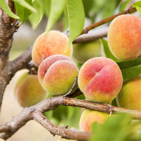 Polly Peach Trees For Sale