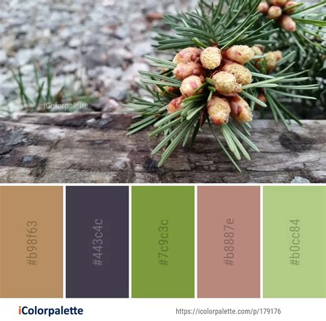 7 Pine Nut Color Palette Ideas In 2024 Icolorpalette