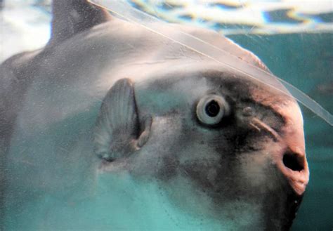 Human Cutouts Help Sick Sunfish Recover From A Lack Of Visitors The