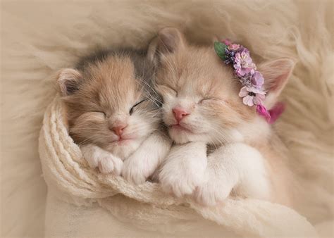 Cute Kitten Wallpapers Top Free Cute Kitten Backgrounds Wallpaperaccess
