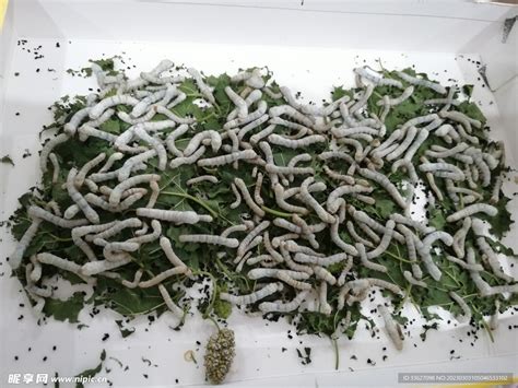 蚕摄影图昆虫生物世界摄影图库昵图网