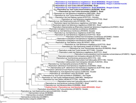 Phylogenetical Position Of The Sequences From Plasmodium Sp Detected