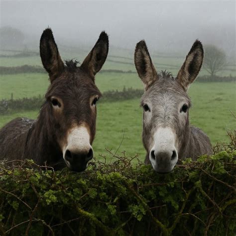 Fox Run Equine Center Thrush In Horses Pododermatitis Brian S