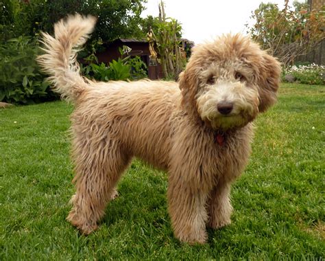 Australian Labradoodle Haircuts