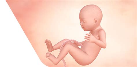 Your Guide To Being 25 Weeks Pregnant Enfamil A Canada