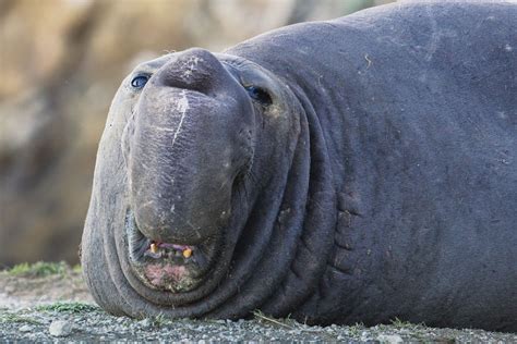 How Much Do Elephant Seals Cost At Katie Mueller Blog
