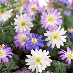 Anemone Planting And Growing Guide Bulb Flowers Planting Bulbs Anemone