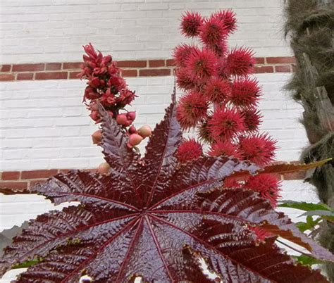 Castor Bean Varieties