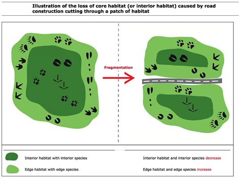 Major Effects Of Habitat Loss And Fragmentation At Ann Ware Blog