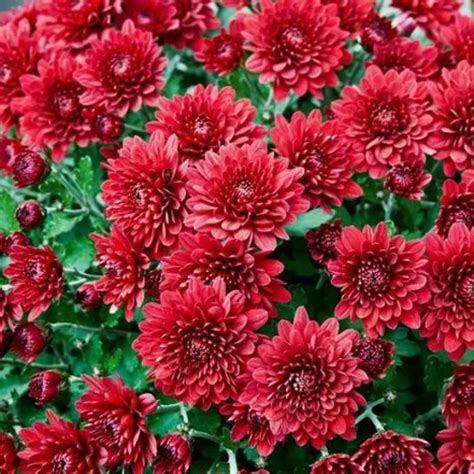 Button Mum Cherry My Flower Stop