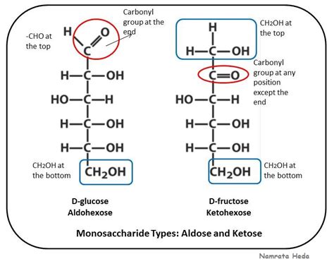 Carbonyl Group In Monosaccharides