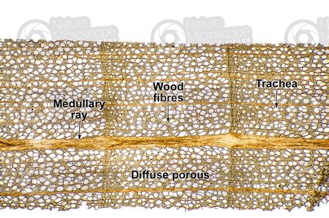 Fagus Sylvatica European Beech Stem Transverse Section 32x Stem