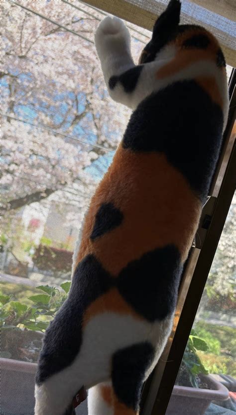 えっちゃんへ 桜見てね、曲聴いてね♬ﾟ みゆんのお気楽通信♫7ニャンみゃ〜みゃ〜♪