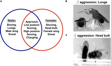 Drosophila Male And Female