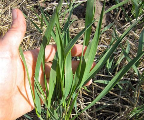 Quackgrass Identification Control And Uses